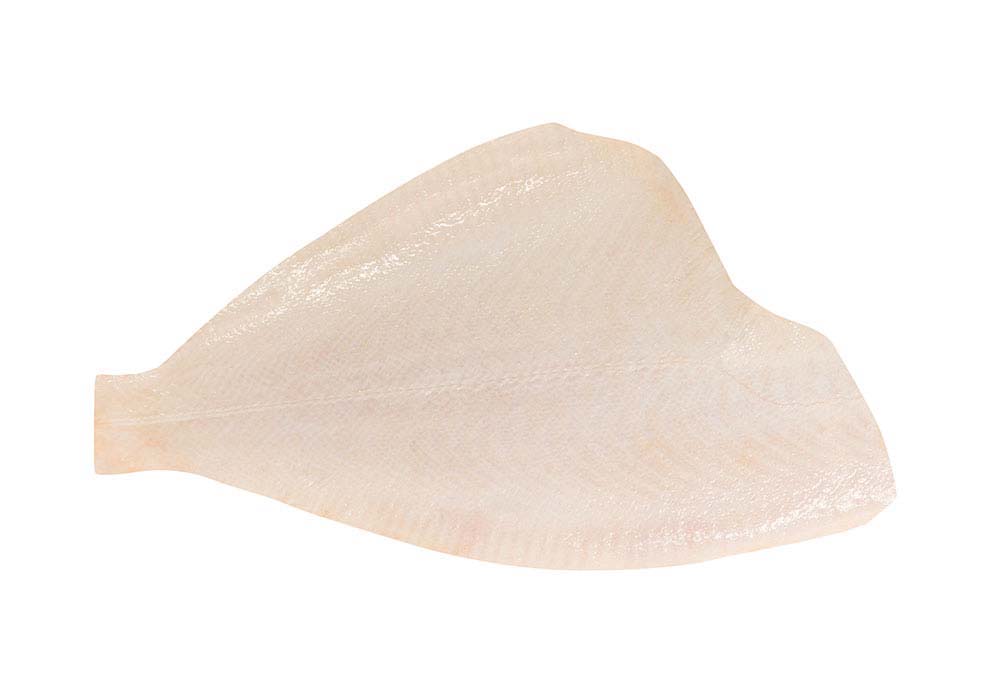 Pacific plaice fillets from Specialist Dealer | 48h Delivery Nationwide