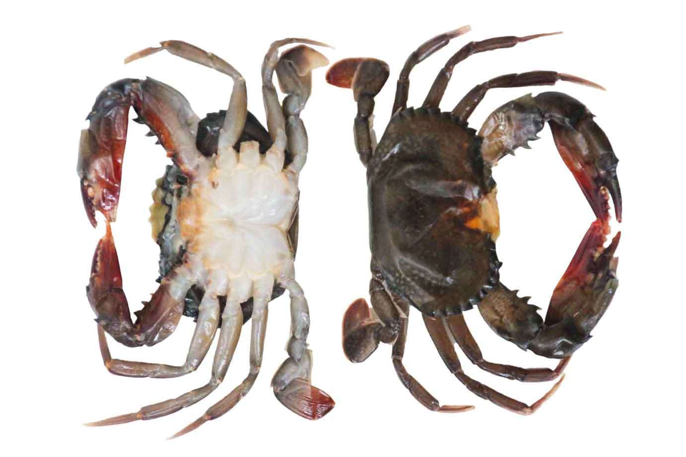 Soft Shell Crabs Primes | Crustaceans & Mussels | Frozen Products ...