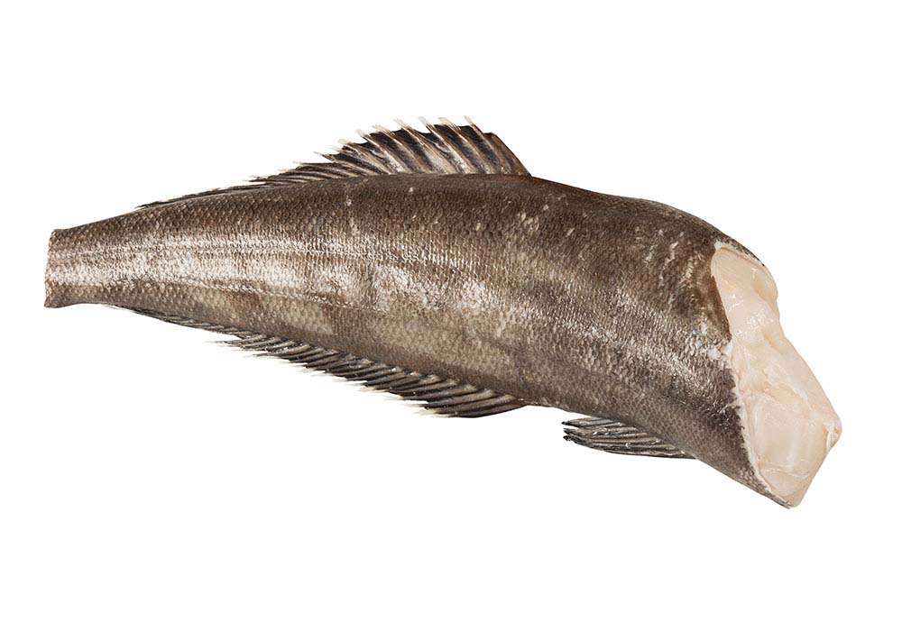 patagonian toothfish | Fish Fillets | Frozen Products | Kagerer & Co. GmbH
