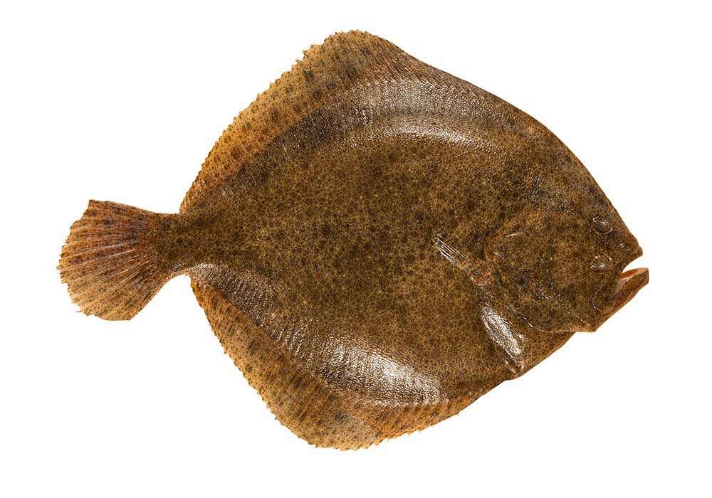 Turbot fillet