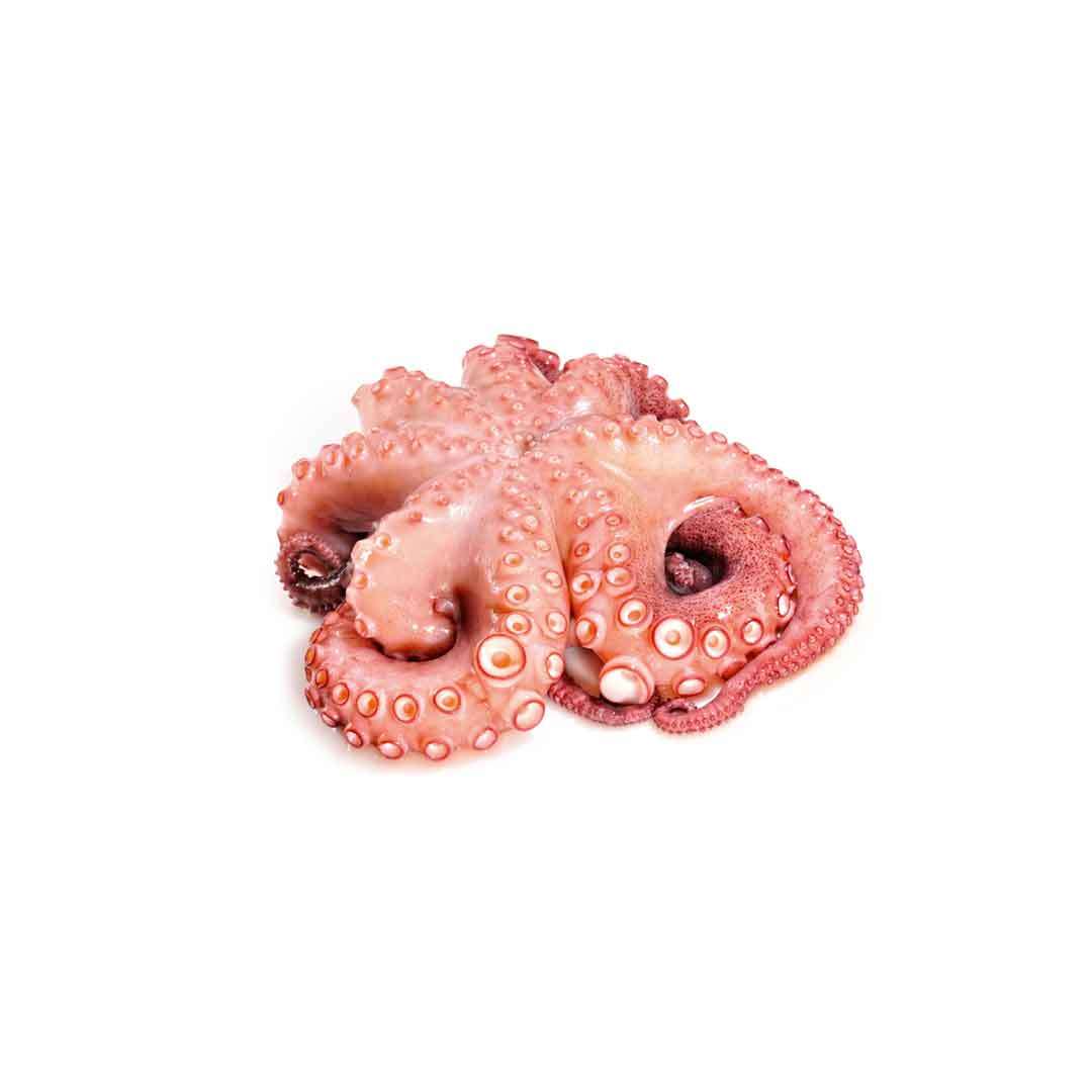 Oktopus - Pulpo 1-2 kg