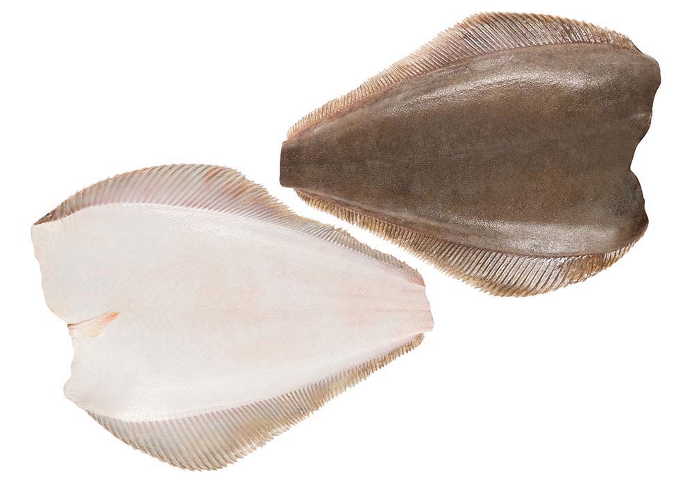 White Halibutfillet