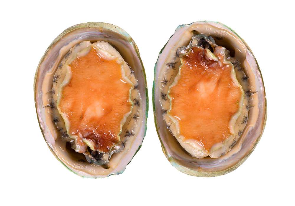 Awabi Abalone | Crustaceans & Mussels | Frozen Products | Kagerer & Co ...